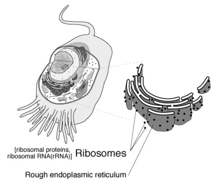 Ribosome - CreationWiki, the encyclopedia of creation science